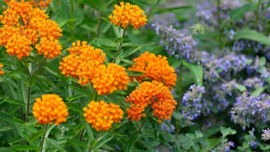 21 Native Plants to Sow in Spring