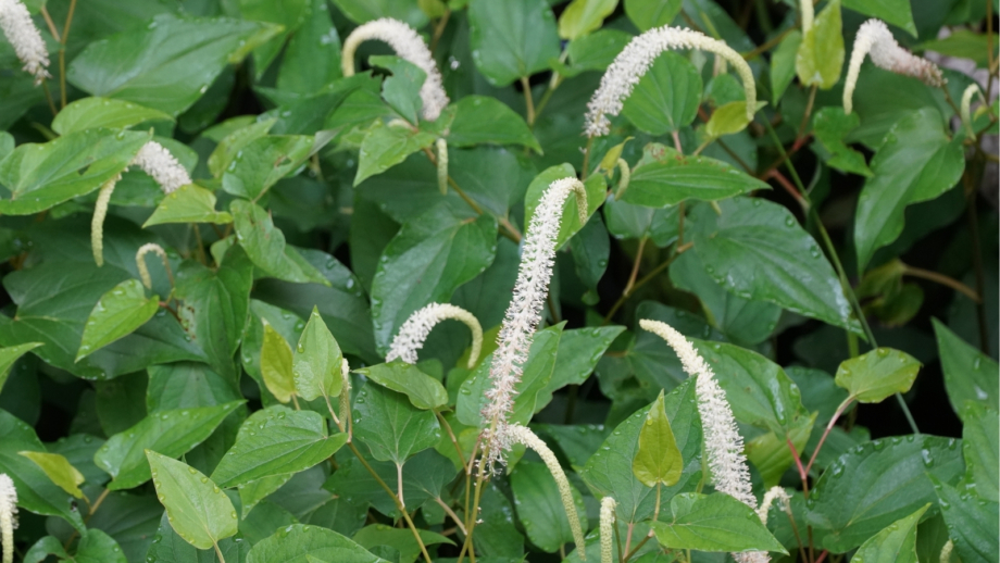 27 Beautiful Flowering Plants For Wet Soil