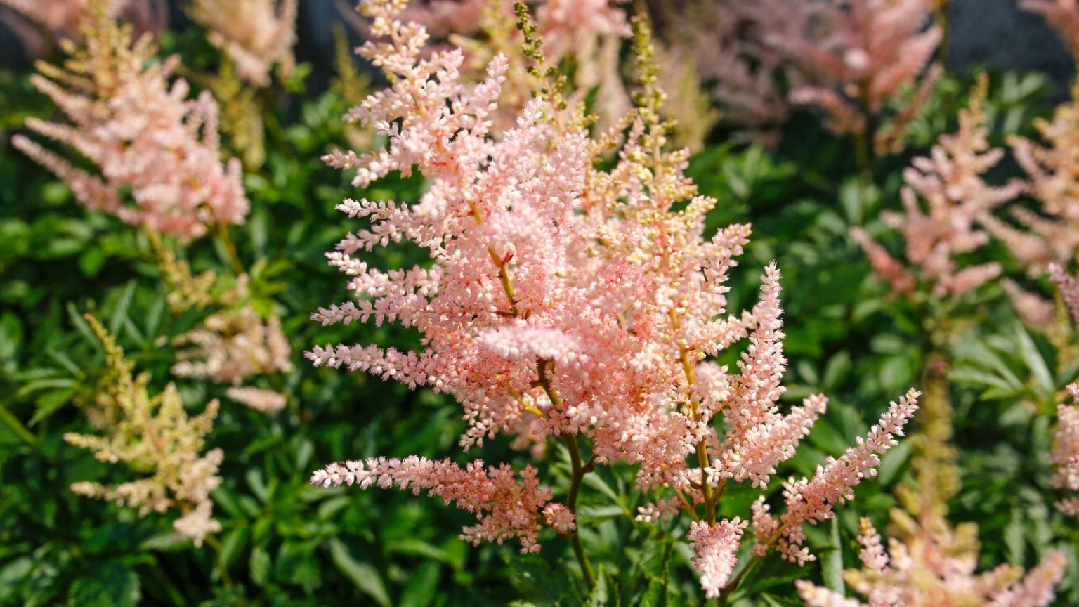 10 Garden Designs for Different Color Schemes