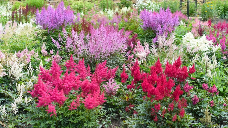 15 Beautiful Plants for Mass Planting