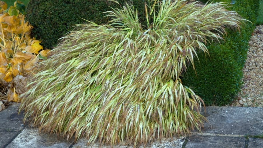 9 Best Varieties of Japanese Forest Grass