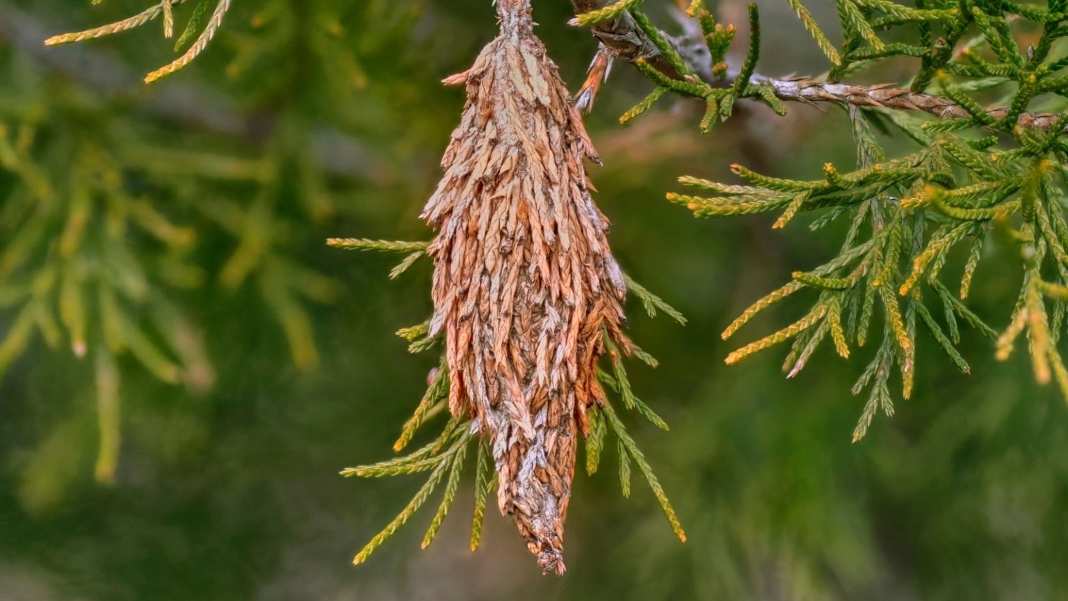 Creeping Juniper: How To Grow A Living Carpet - Epic Gardening