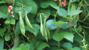How to Plant, Grow, and Care For Scarlet Runner Beans