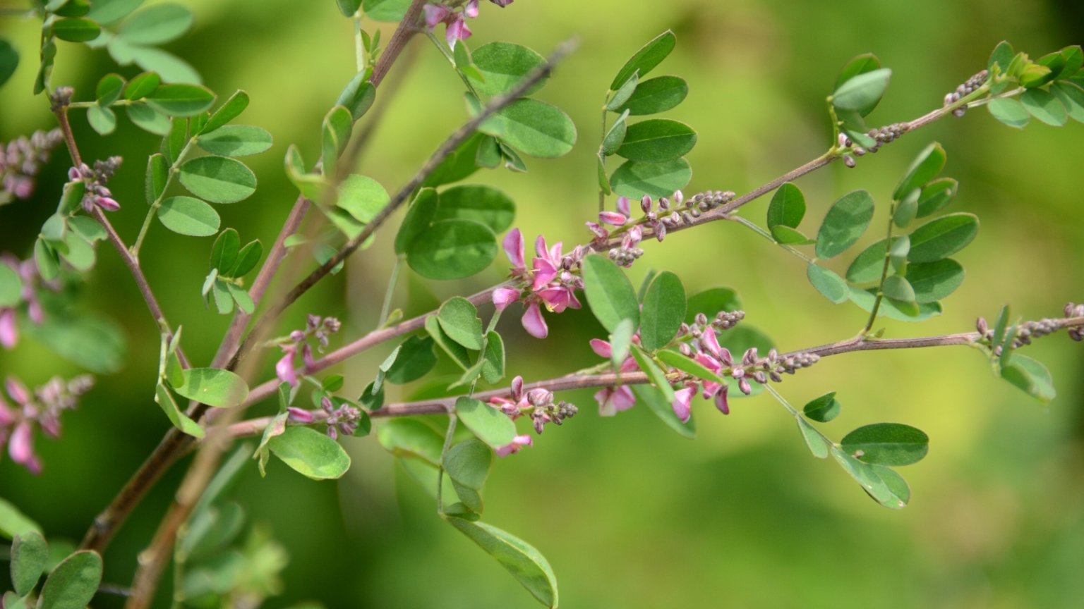 How to Plant, Grow, and Care for Indigo: The Plant World's Natural Blue Dye