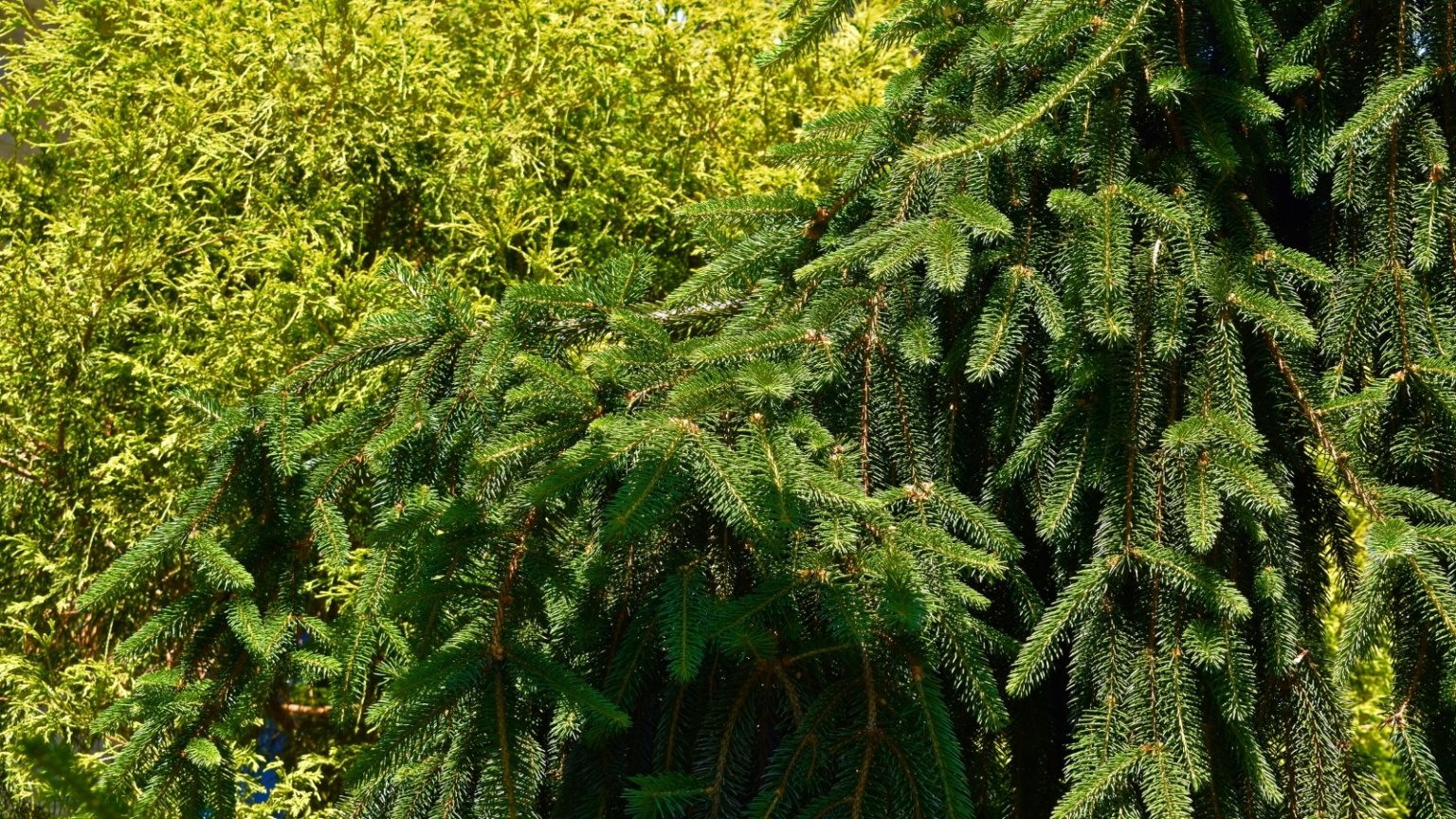 19 Arborvitae Types for Home Landscapes