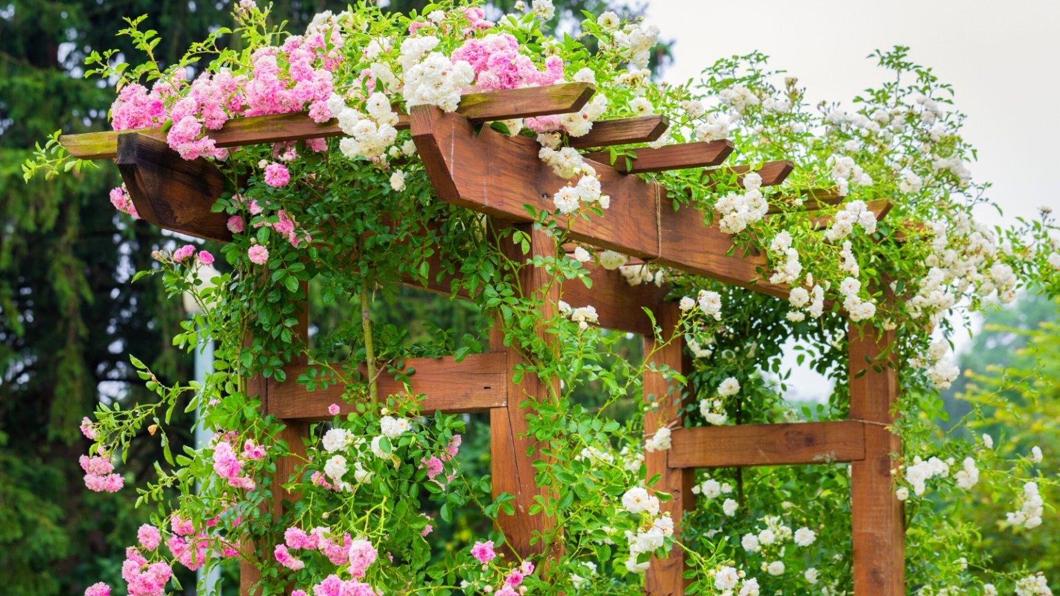 How to Train Climbing Roses
