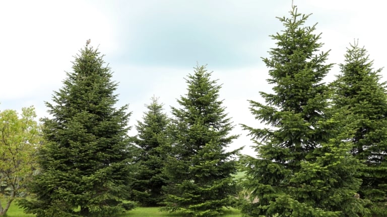 15 Trees to Plant This Arbor Day