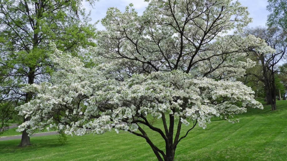 15 Trees to Plant This Arbor Day