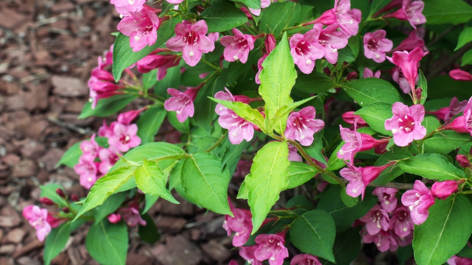 How to Plant, Grow, and Care for Weigela