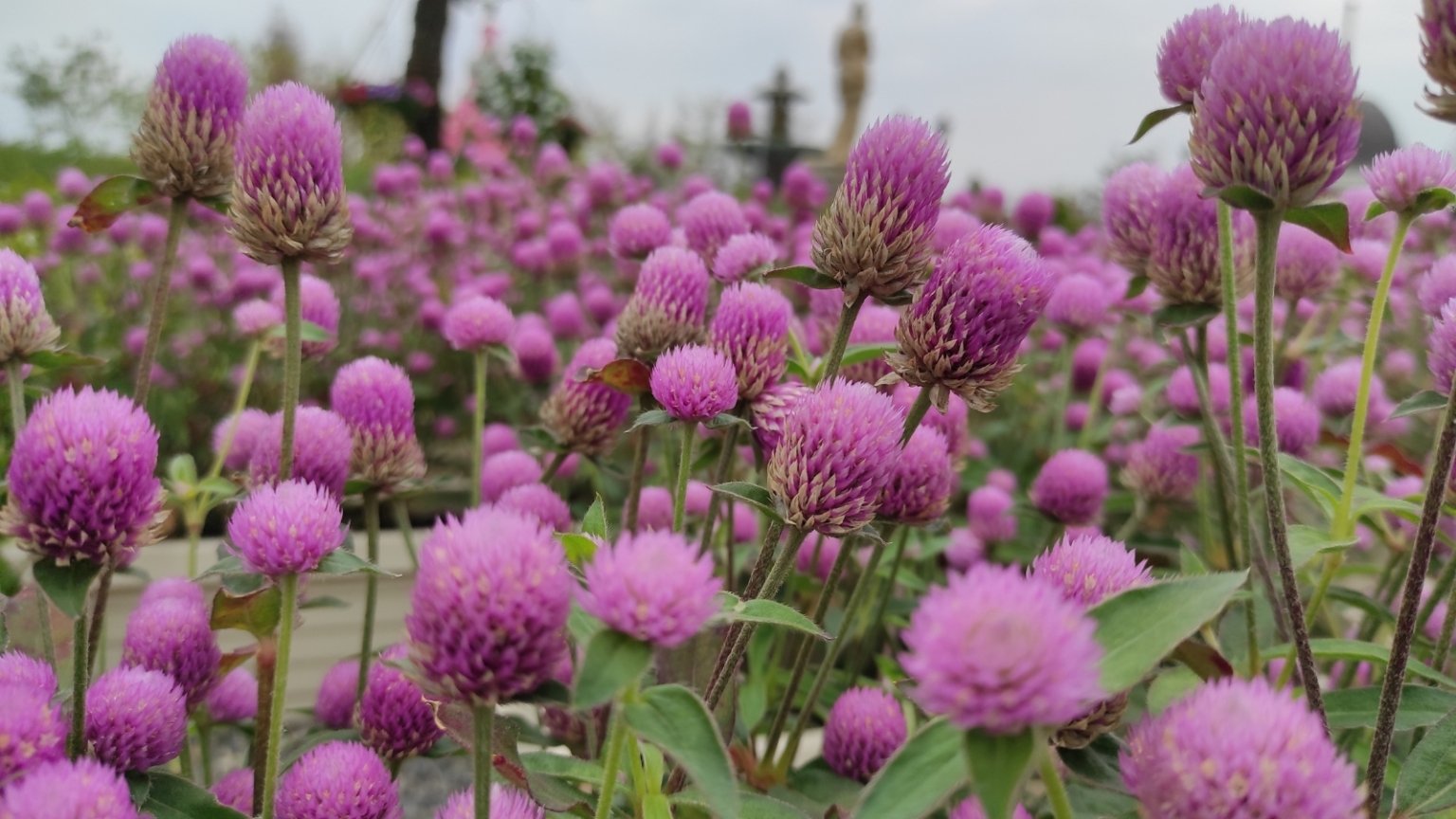 19 Beautiful Varieties of Gomphrena: Globe Amaranth