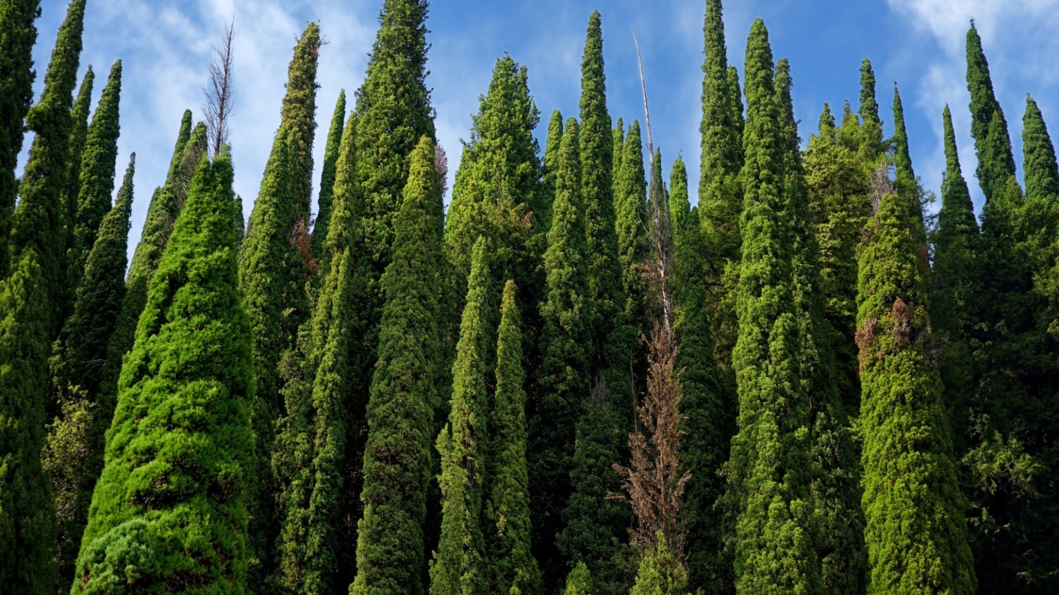 15 Trees to Plant This Arbor Day