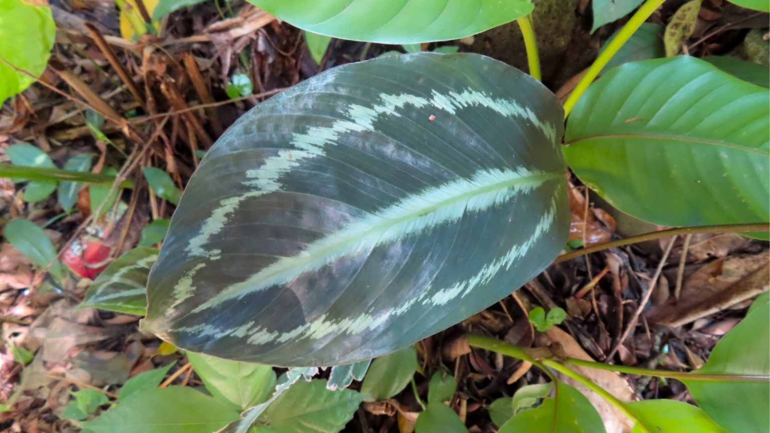How to Plant, Grow, and Care for Calathea ‘Medallion’