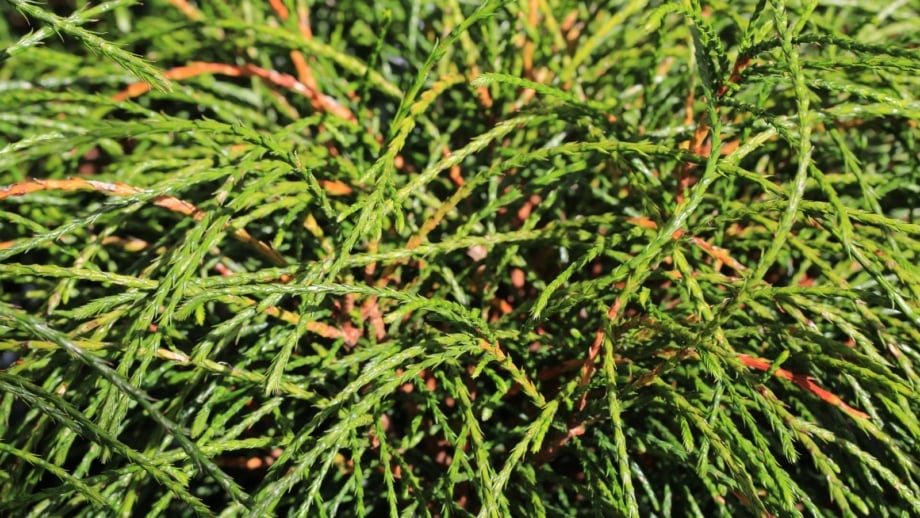 19 Arborvitae Types for Home Landscapes
