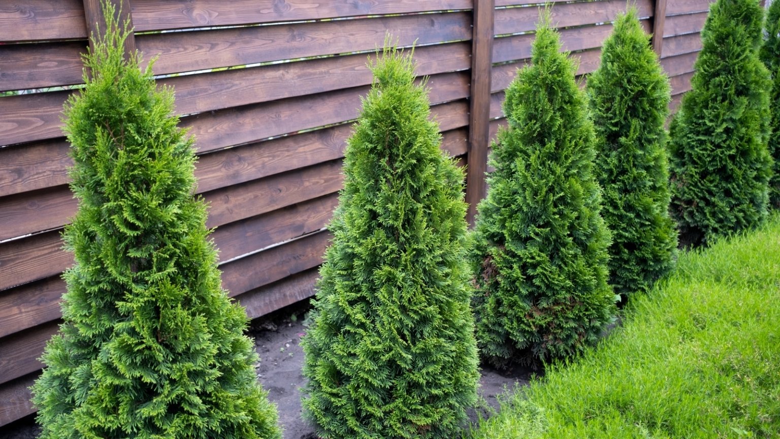19 Arborvitae Types for Home Landscapes