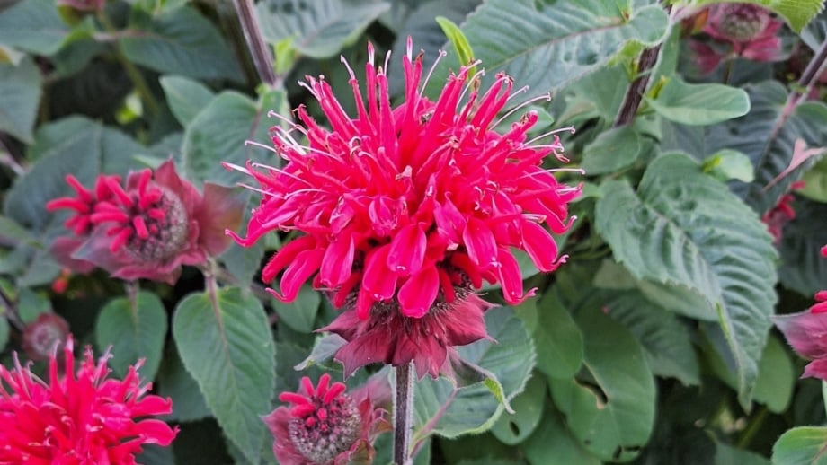 17 Best Bee Balm Varieties for the Home Garden