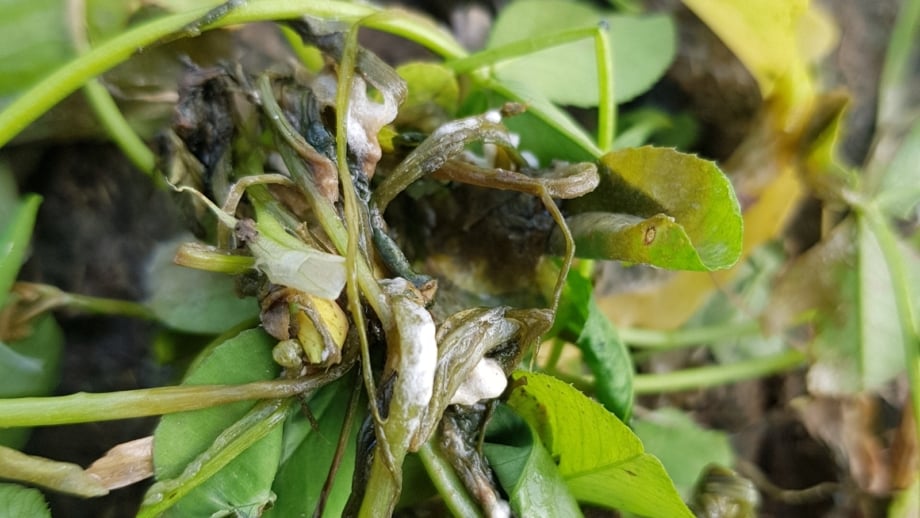 11 Parsnip Growing Problems to Watch for this Season