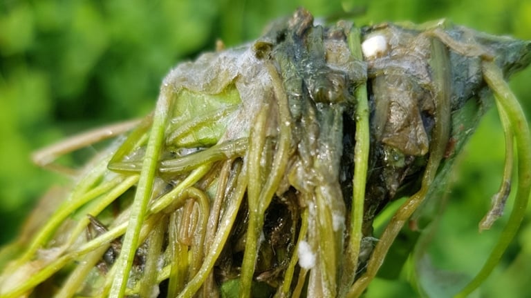 How to Identify, Treat, and Prevent Crown Rot