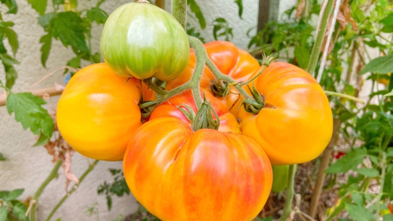 21 Best Heirloom Tomato Varieties For Your Garden