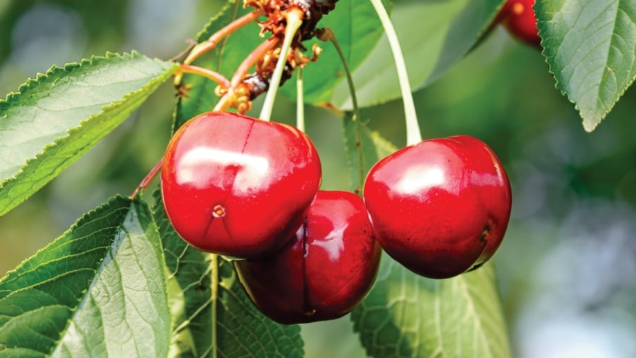 15 Fruit Trees to Plant this Spring