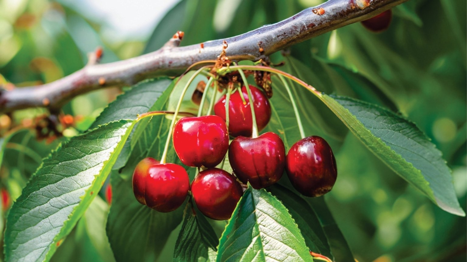 How to Plant, Grow, and Care for ‘Bing’ Cherry Trees