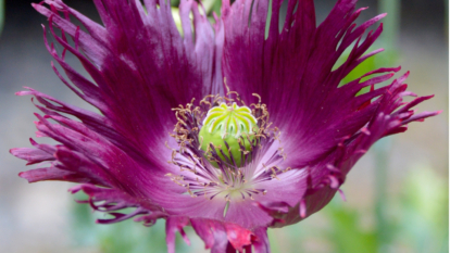 31 Beautiful Poppy Varieties for Your Garden
