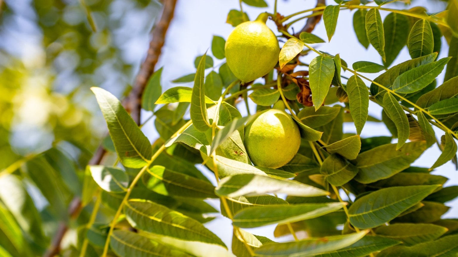 21 Garden Plants to Use as Natural Dyes