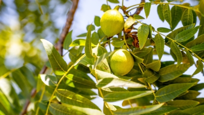 17 Popular Superfoods You Can Grow at Home