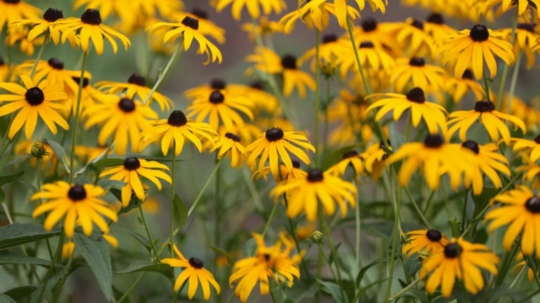 21 Native Wildflowers for Tennessee Gardens