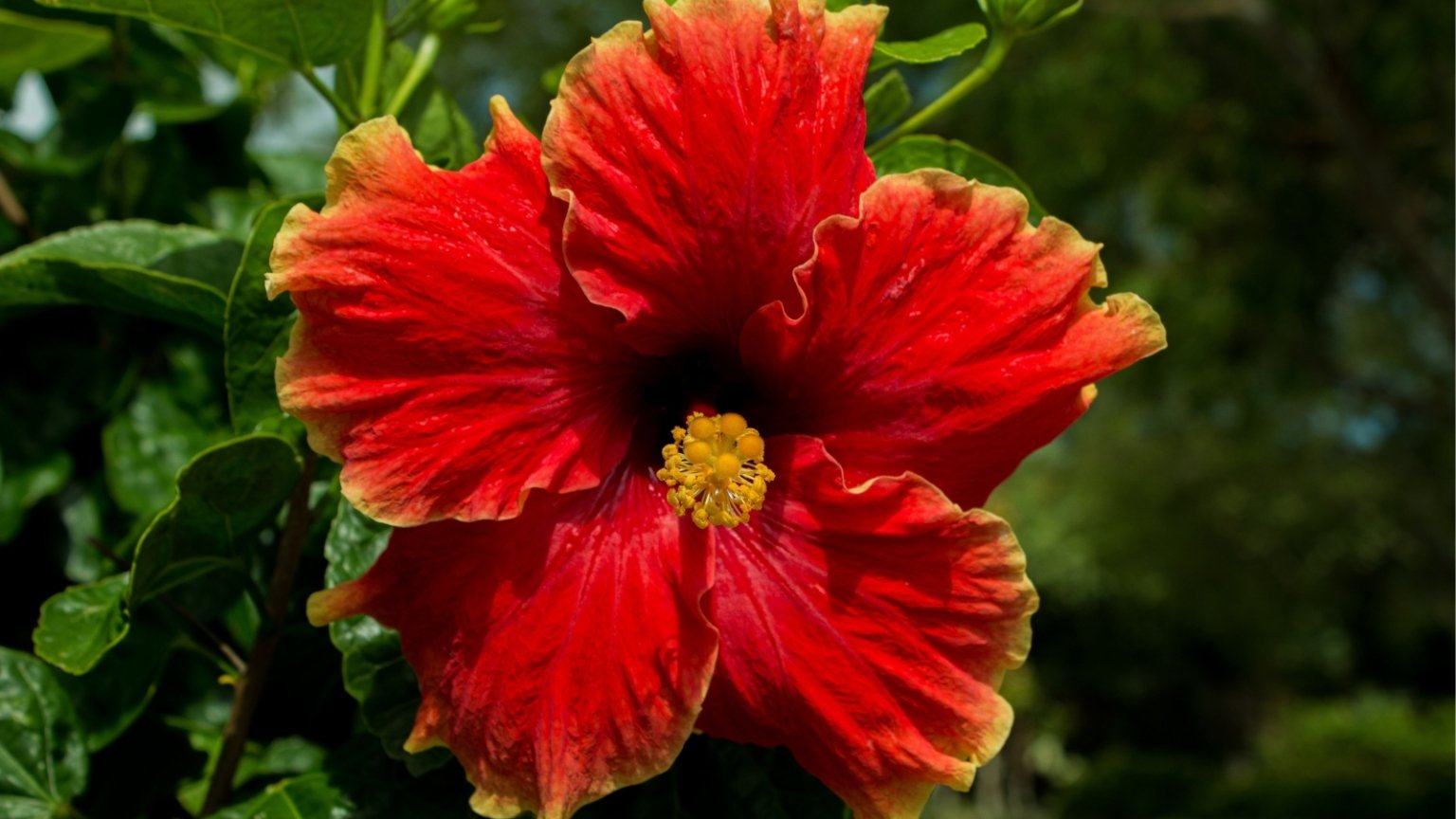 27 Beautiful Flowering Plants For Wet Soil