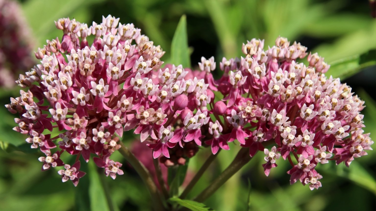 21 Native Wildflowers For Florida Gardens