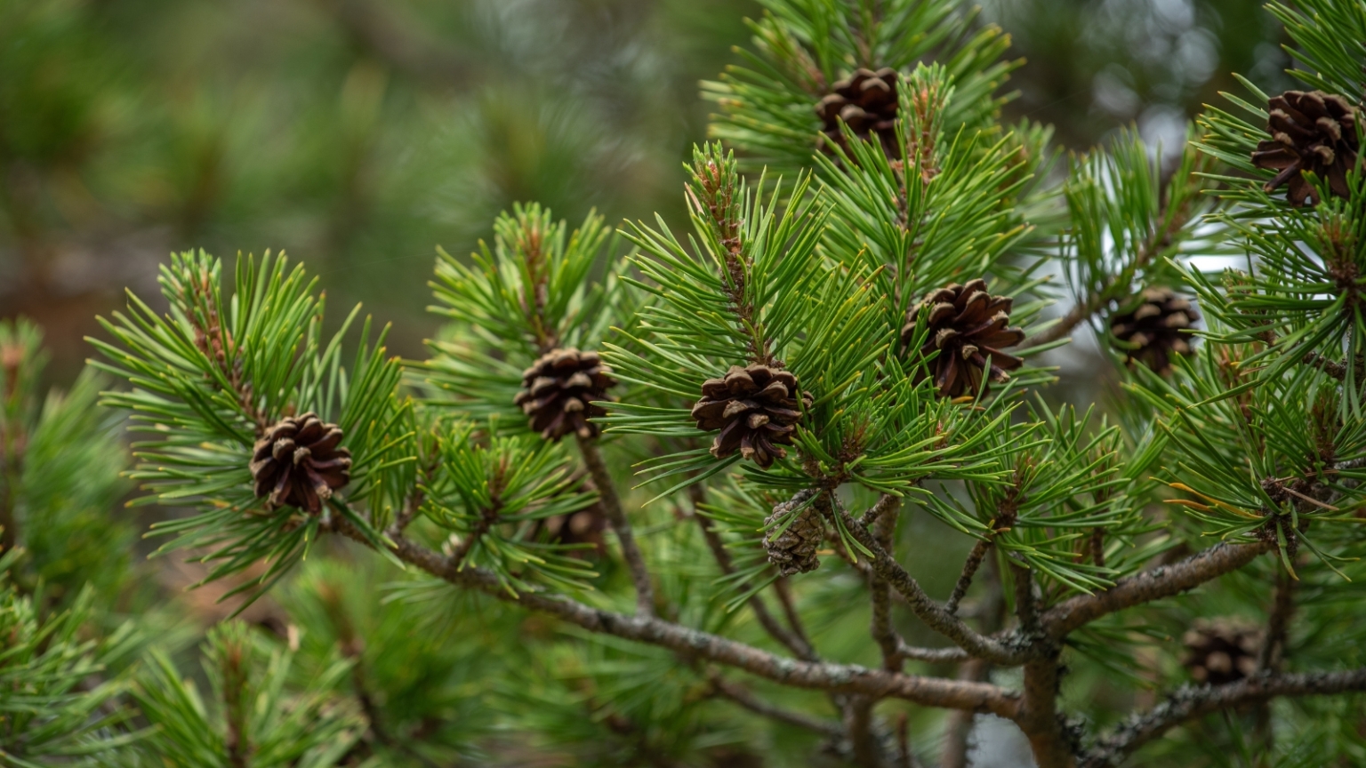 15 Trees to Plant This Arbor Day