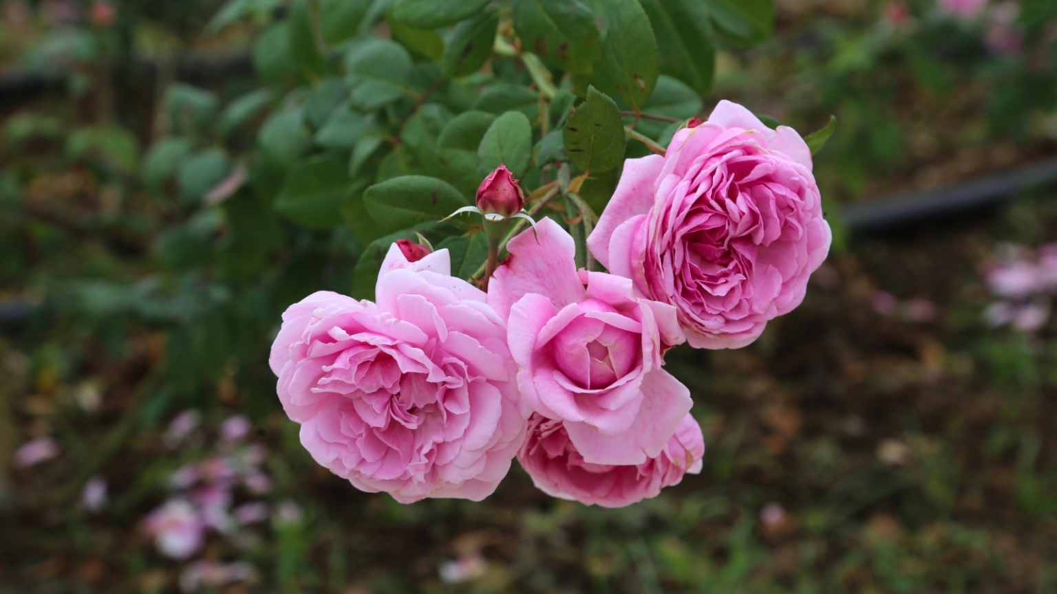 How to Plant, Grow, and Care for Madame Ernest Calvat Roses