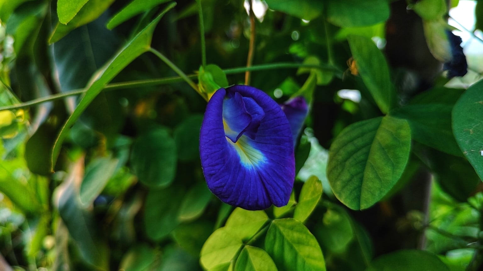21 Garden Plants to Use as Natural Dyes