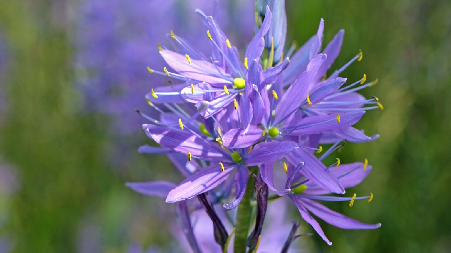 How to Plant, Grow, and Care for Camassia: Camas Flower Tips