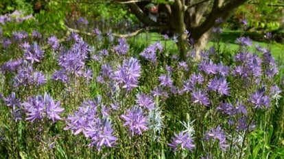 How to Plant, Grow, and Care for Camassia: Camas Flower Tips