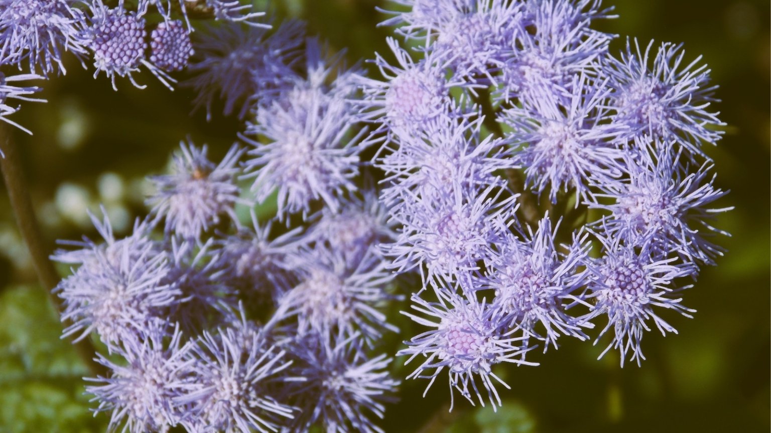 33 Native Plants That Bloom in Fall