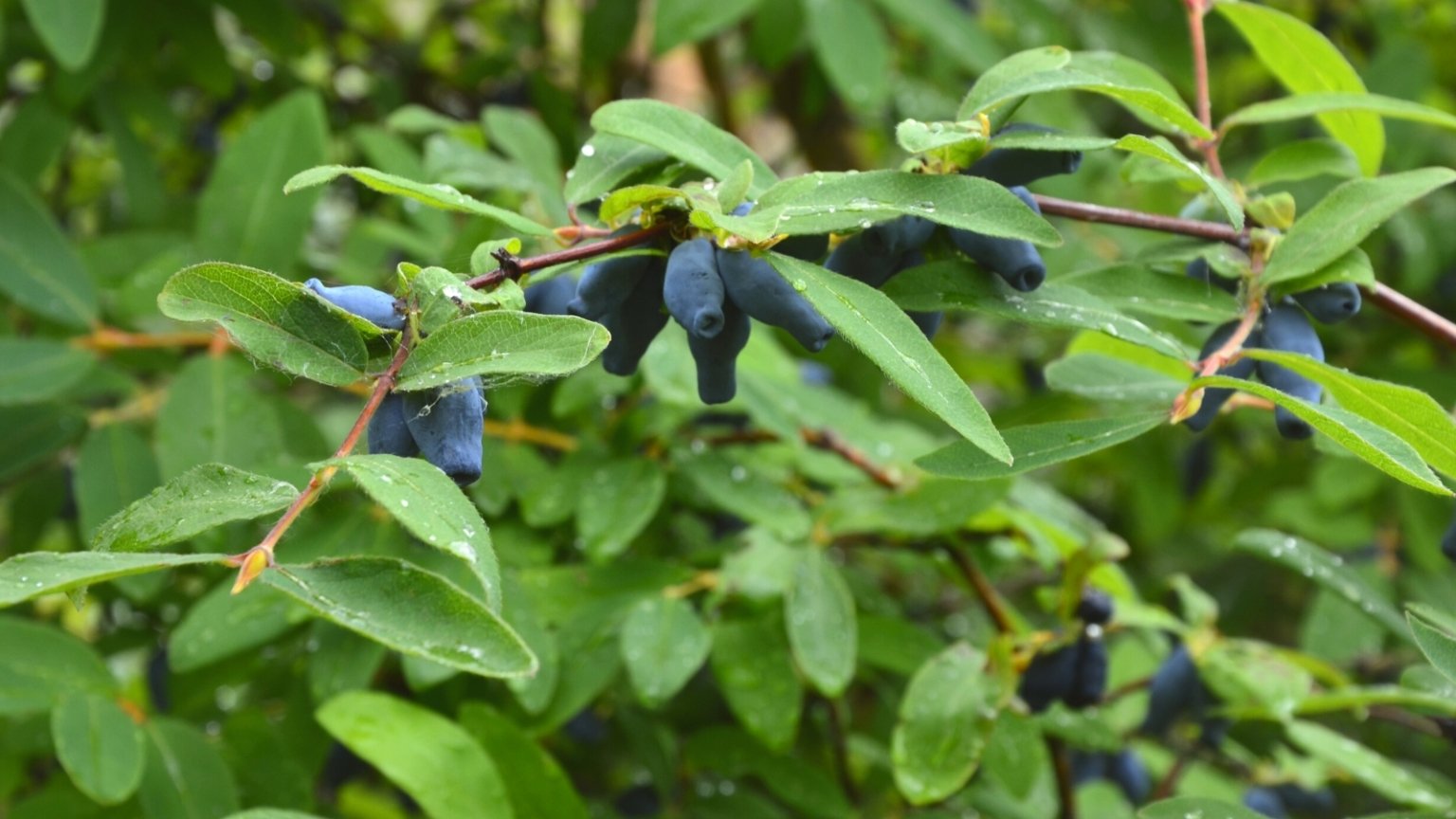 How to Plant, Grow, and Care for Honeyberry Shrubs