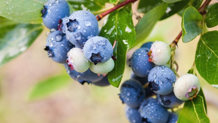 How to Plant, Grow, and Care for 'Duke’ Blueberries