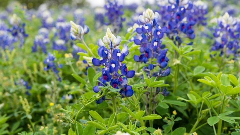 How to Plant, Grow, and Care for Texas Bluebonnets