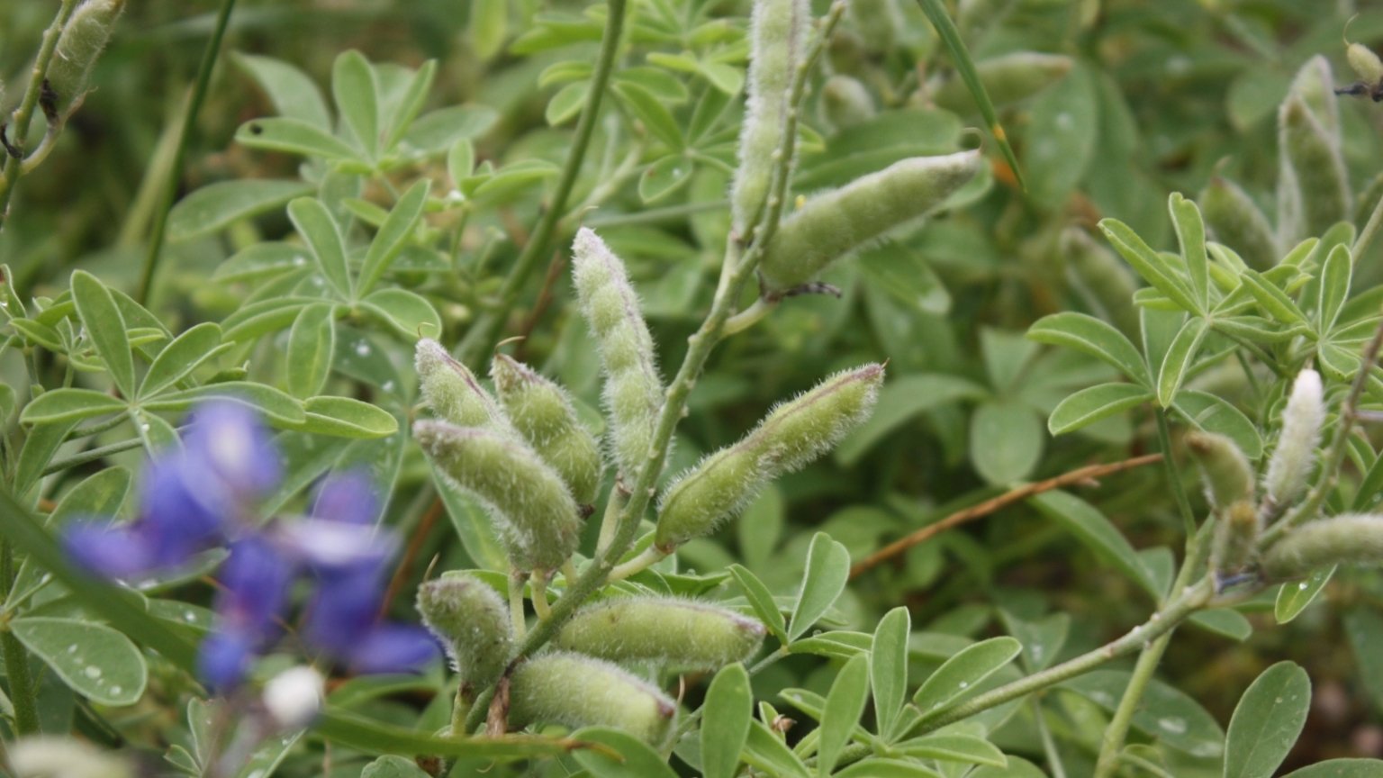How to Plant, Grow, and Care for Texas Bluebonnets