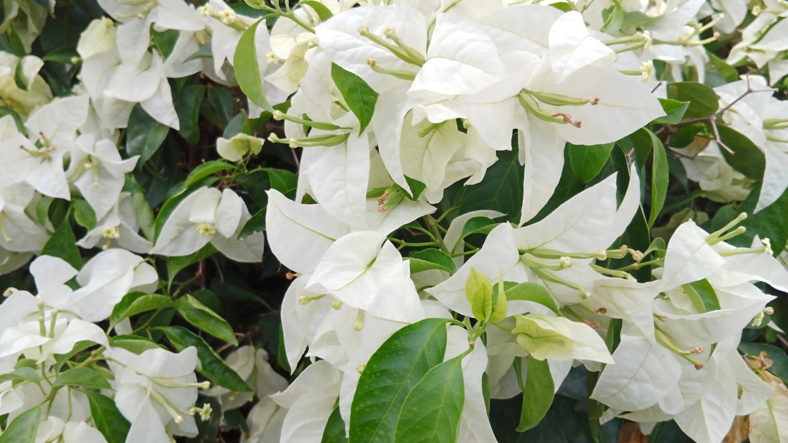 9 Tropical Plants With White Flowers