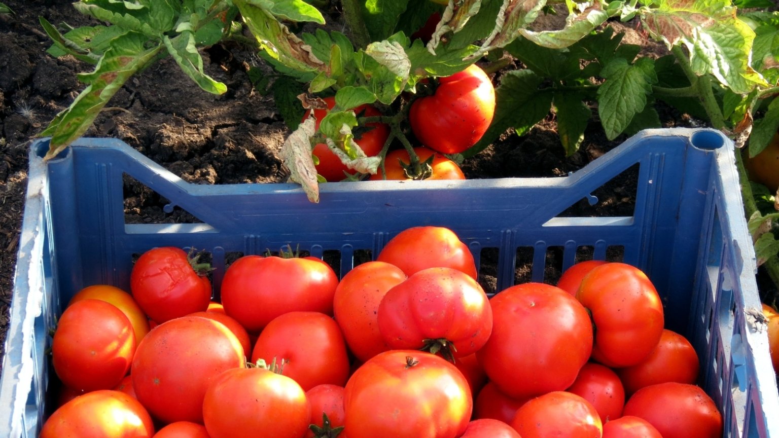 21 Best Heirloom Tomato Varieties For Your Garden