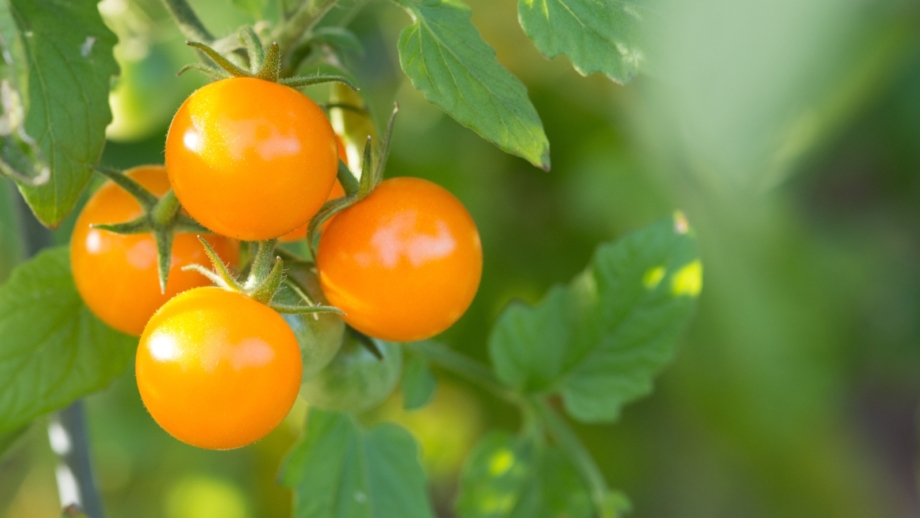 21 Best Heirloom Tomato Varieties For Your Garden