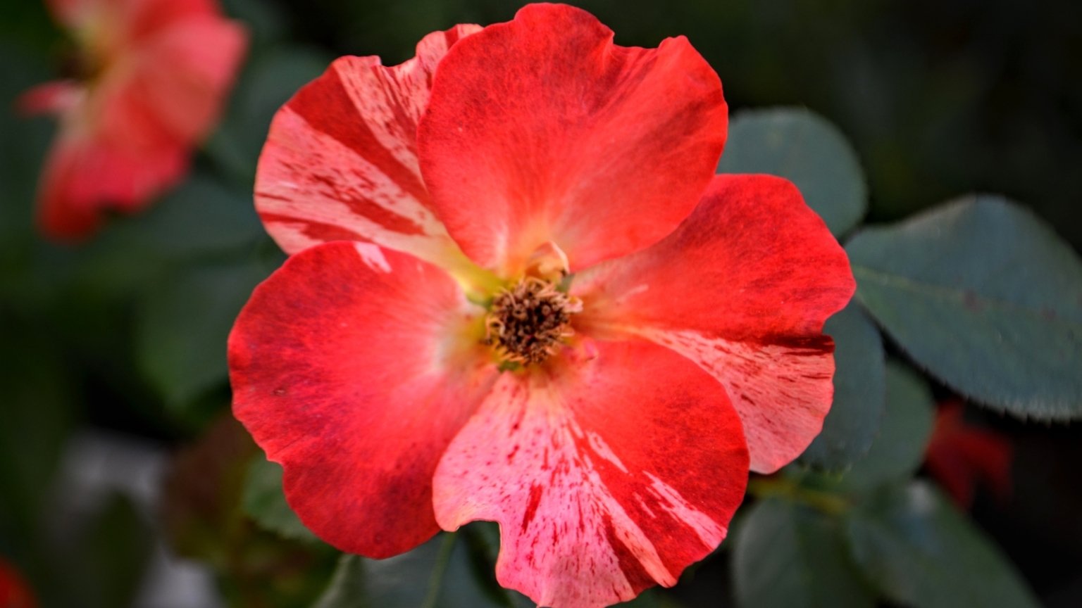 15 Recommended Floribunda Rose Varieties for the Home Garden