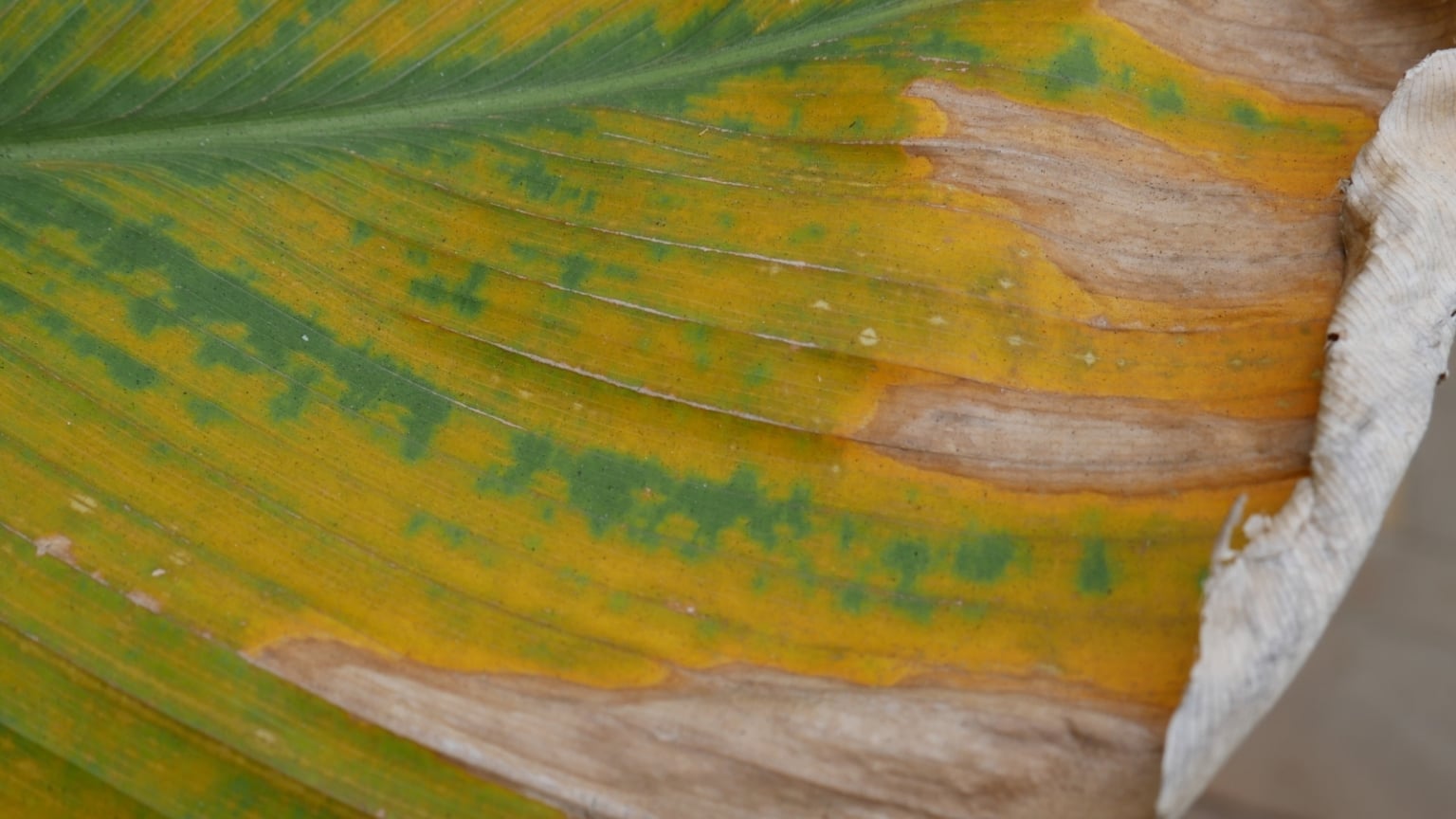 How to Plant, Grow, and Care for Rohdea Japonica