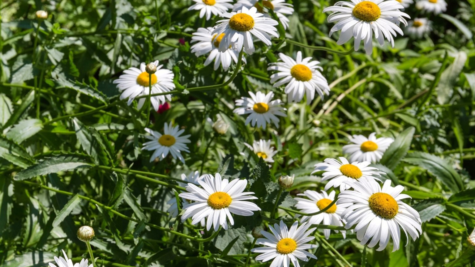 How to Plant, Grow, and Care for Oxeye Daisies