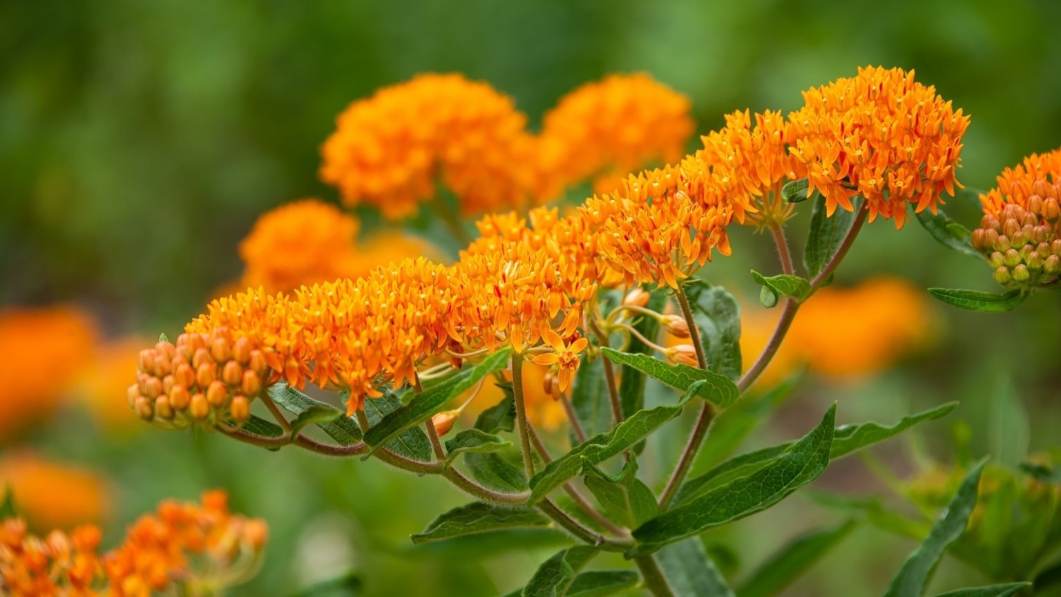 21 Native Wildflowers For Florida Gardens