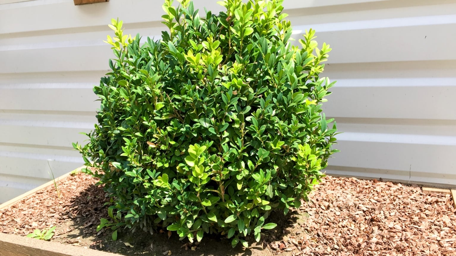 29 Plants Perfect for Making Topiary