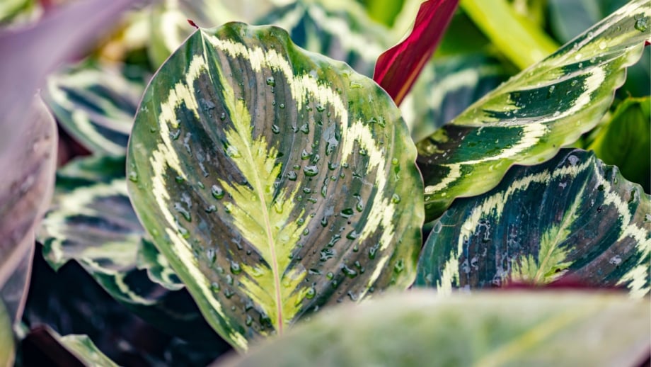 When and How to Water Your Calathea Plant