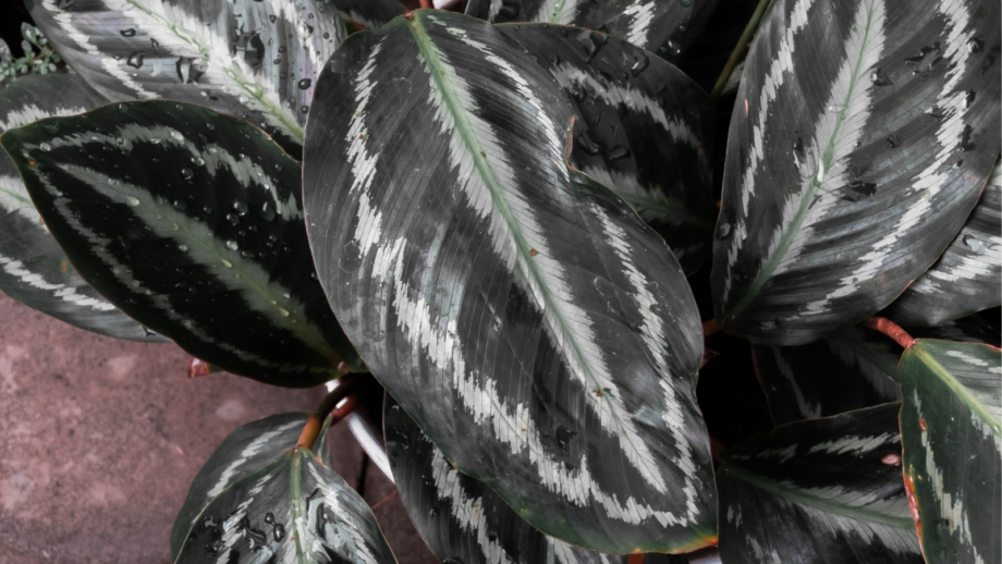 How to Plant, Grow, and Care for Calathea ‘Medallion’